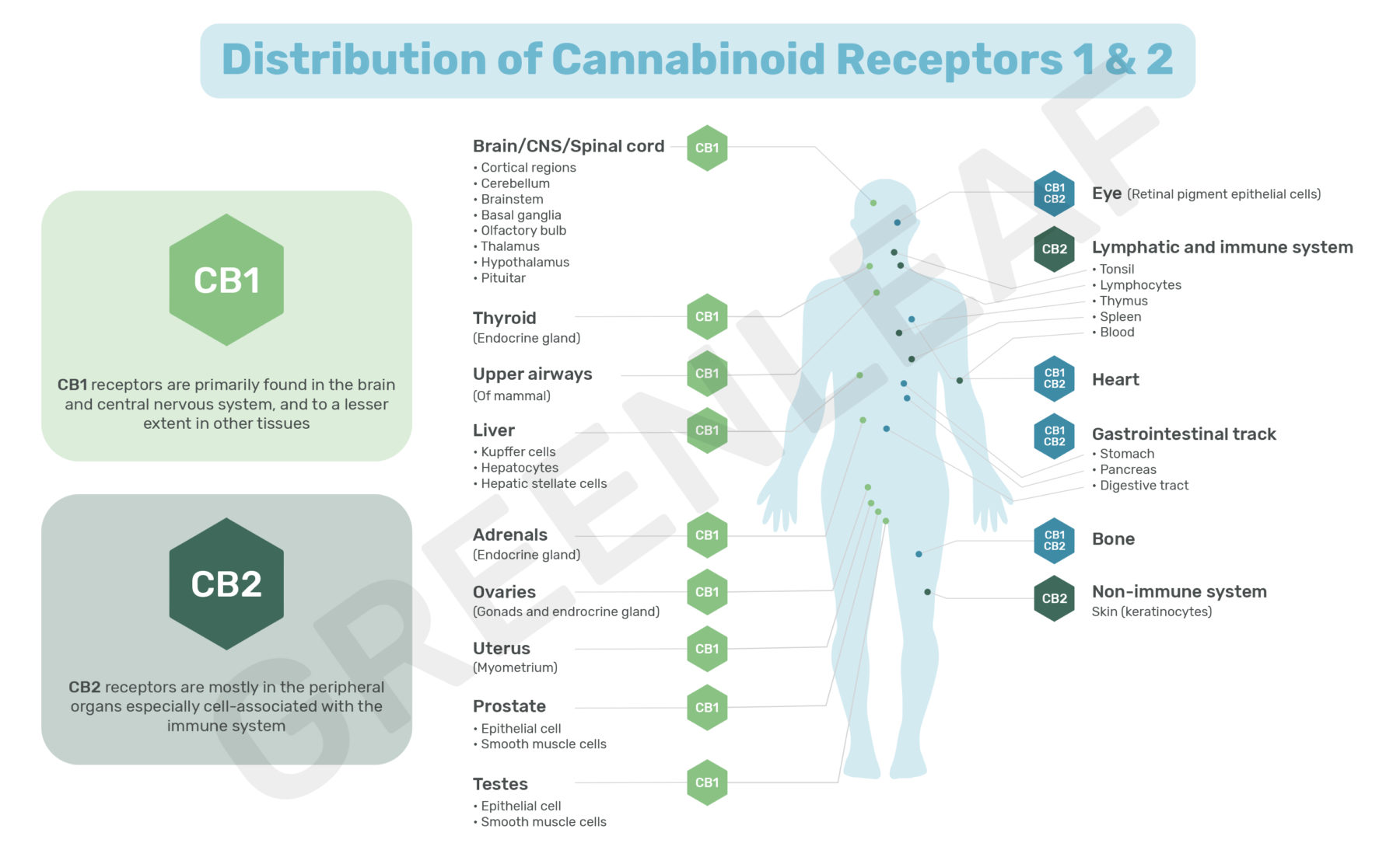 The Endocannabinoid System (ECS) | Cannabis Learning Centre | Greenleaf ...
