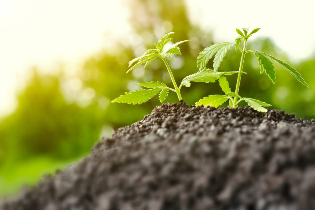 Growing Your Own Cannabis | Cannabis Learning Centre | Greenleaf ...