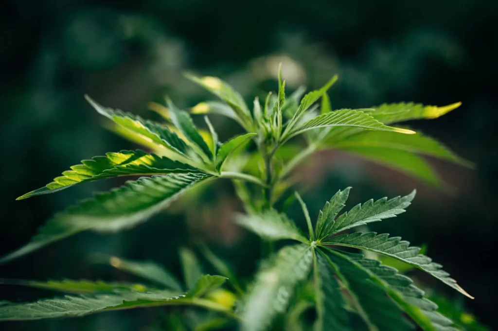 Beyond THC and CBD: Exploring the Therapeutic Potential of CBN, CBC ...