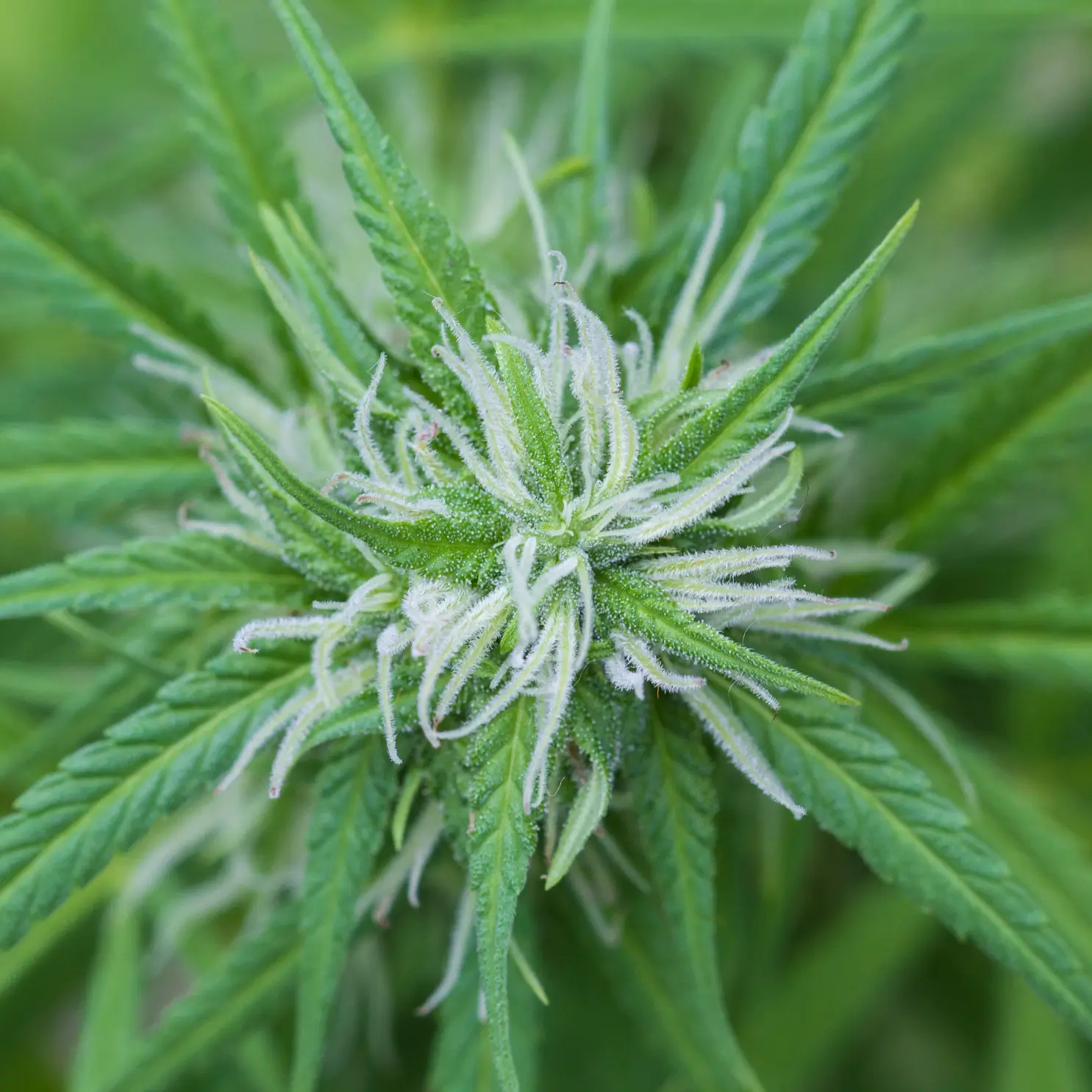 Is THC Addictive? The Comprehensive Look at Its Effects and Risks