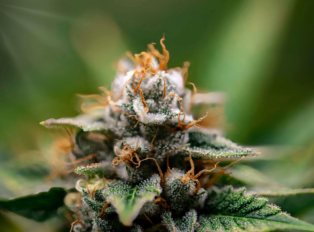 Cannabis Blog | Greenleaf Medical Clinic